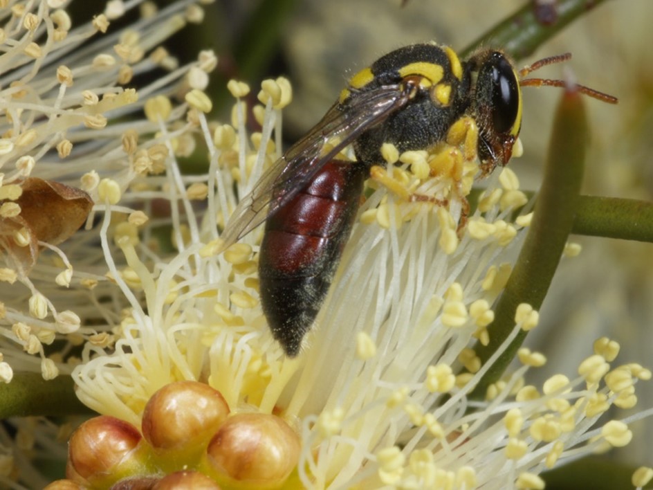 Schools can help with Native Bee Conservation | South Australian ...