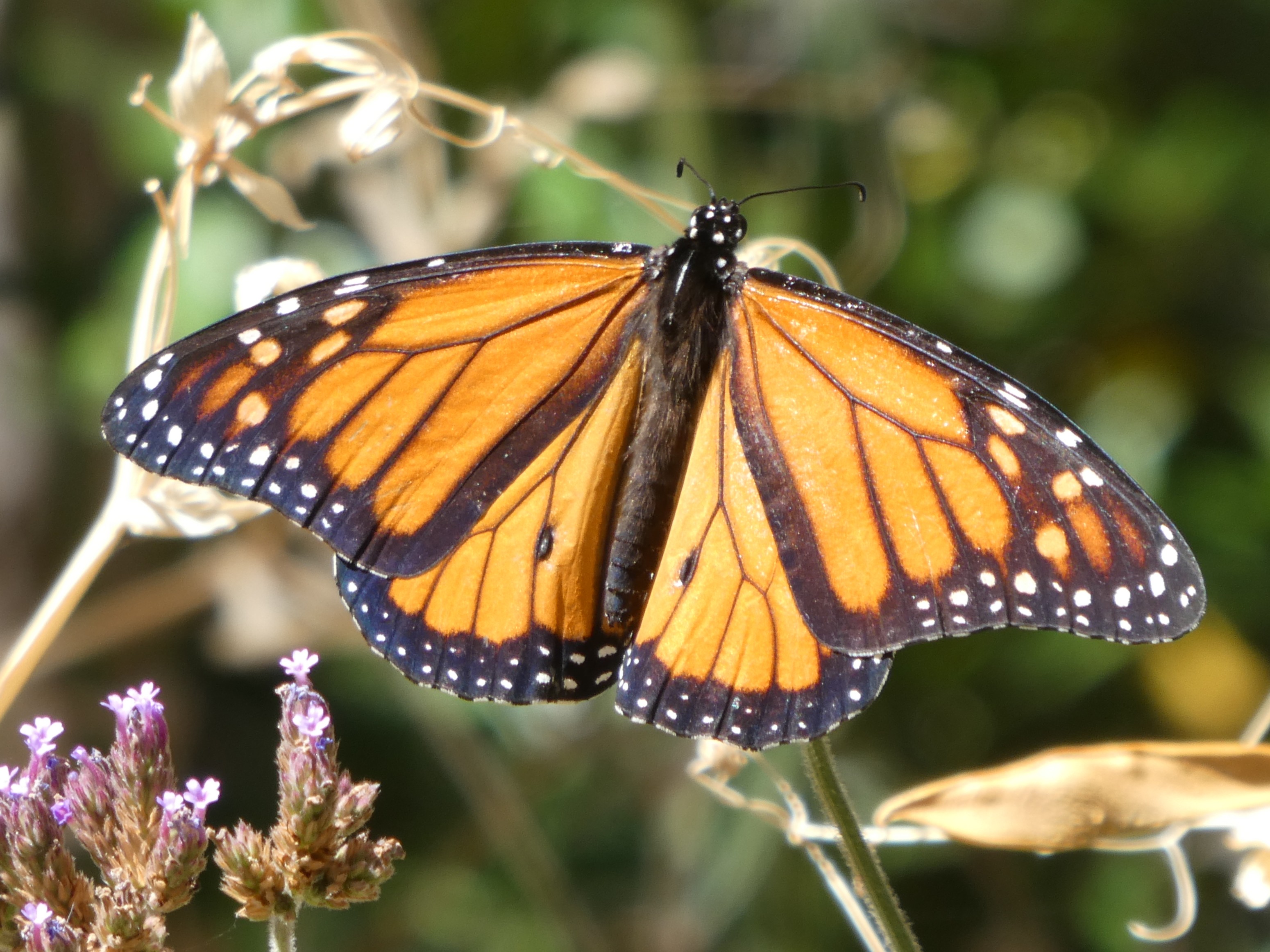 Bringing Back the Butterflies (BBB) campaign and Butterfly Gardens ...