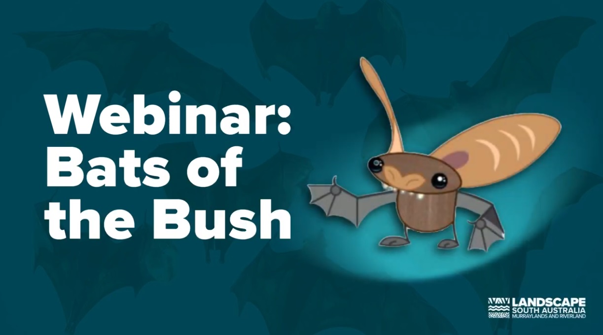 Bats of the Bush: Exploring the Secret Lives of South Australia's Bats ...